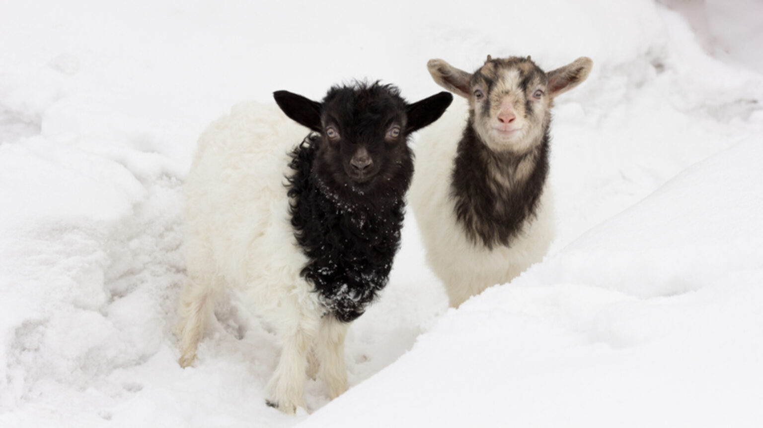 Kat’s Caprine Corner: Freezing Goats and Winter Coats - Goat Journal